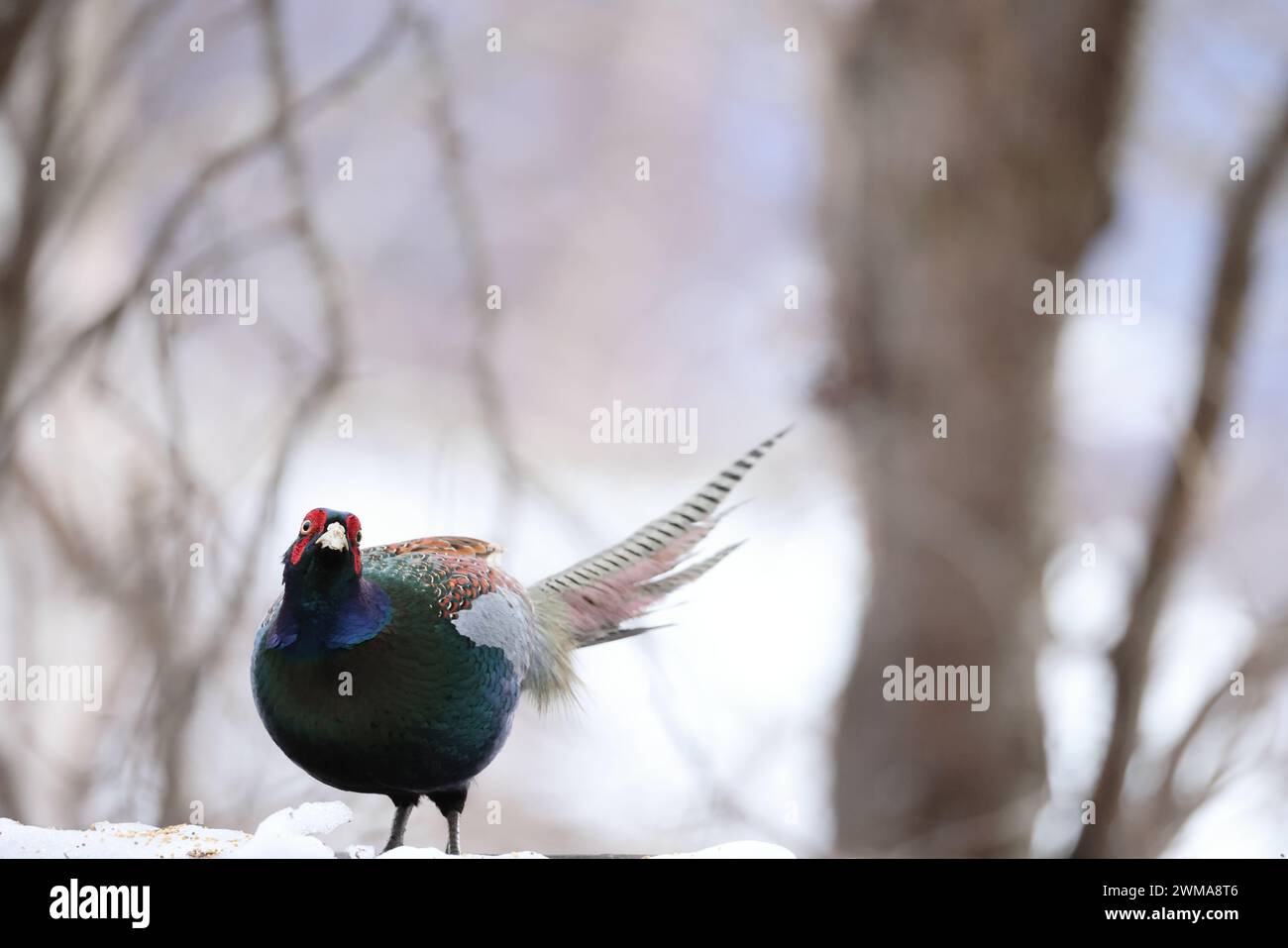 The green pheasant (Phasianus versicolor), also known as the Japanese ...