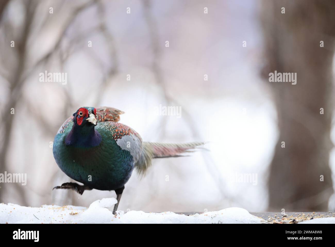 The green pheasant (Phasianus versicolor), also known as the Japanese ...