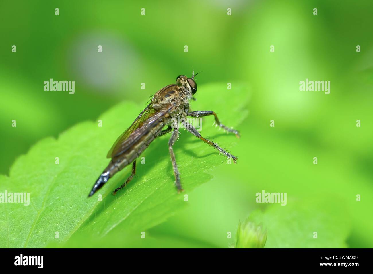 The Asilidae are a family of robber flies, also called killer flies ...