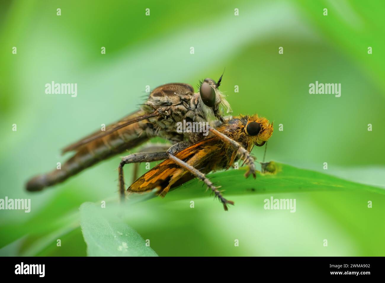 The Asilidae are a family of robber flies, also called killer flies Stock Photo - Alamy
