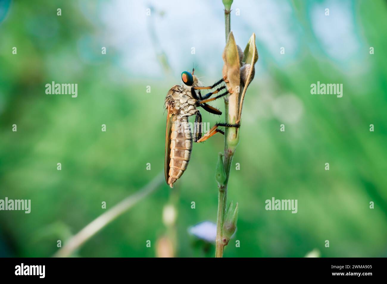 The Asilidae are a family of robber flies, also called killer flies ...
