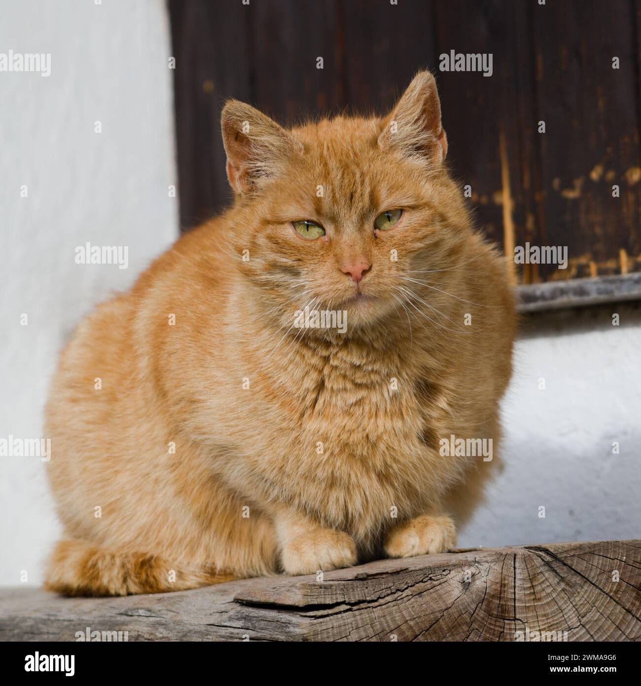 Close-up portrait of golden hair awakening domestic cat. Sad and strict ...
