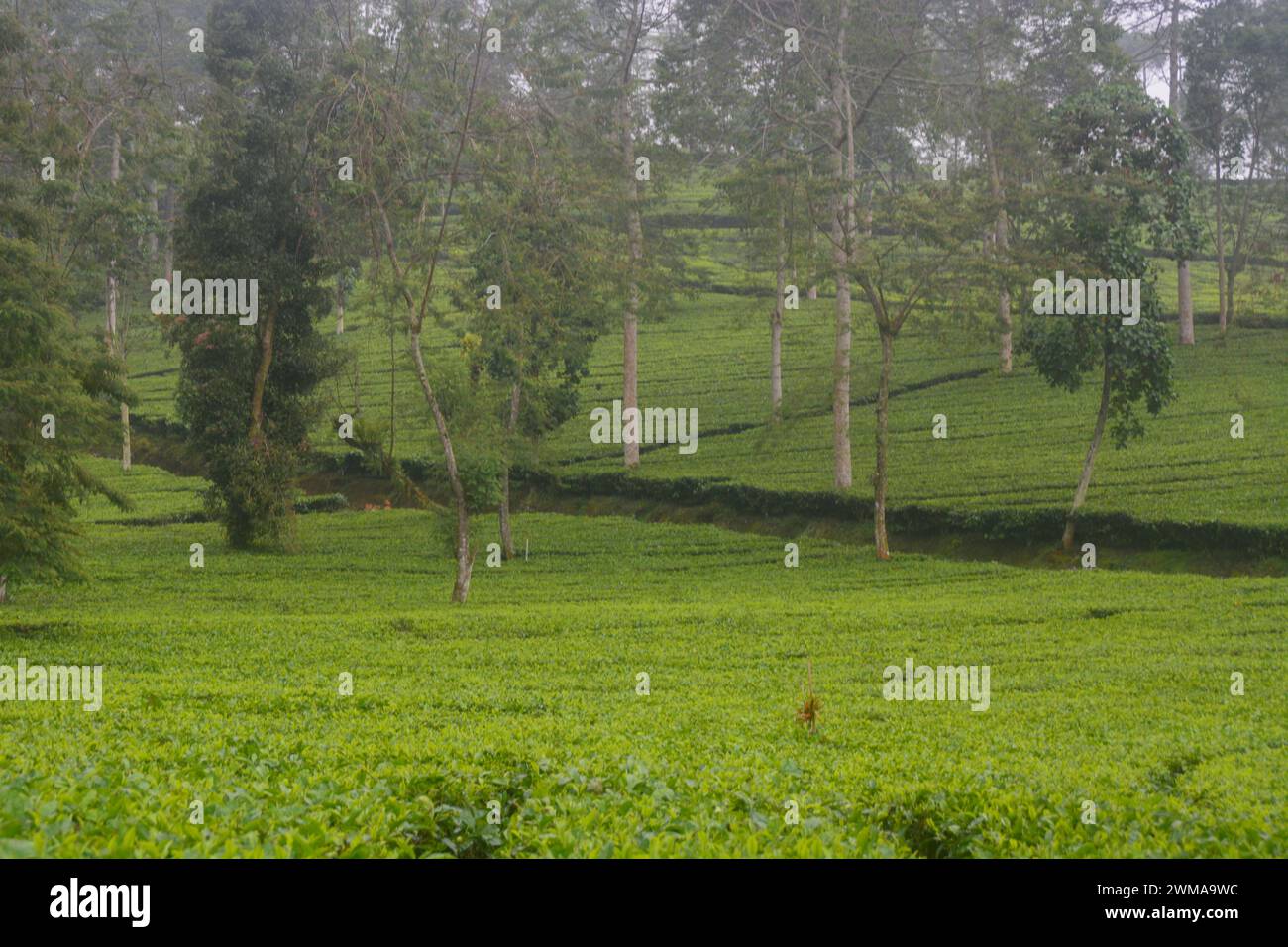 Landscape of the Tambi tea garden in the city of Wonosobo Stock Photo ...