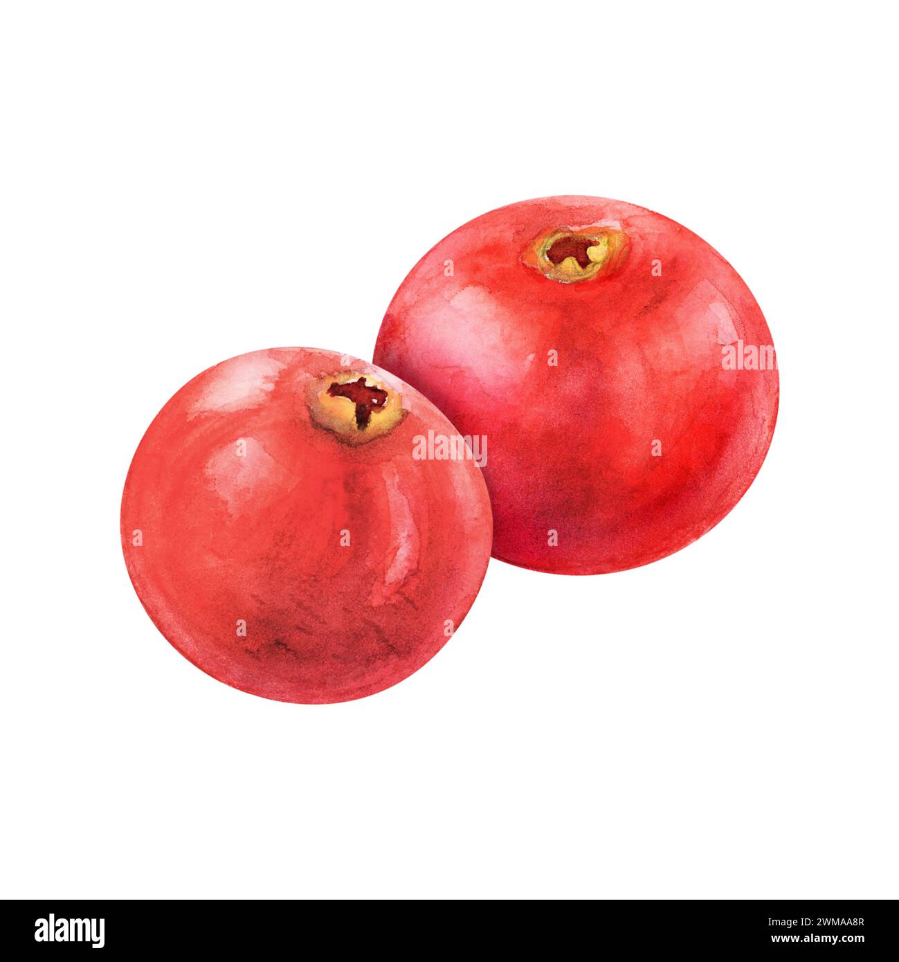 Cranberry berry pomegranate watercolor drawing. Juicy delisious ...