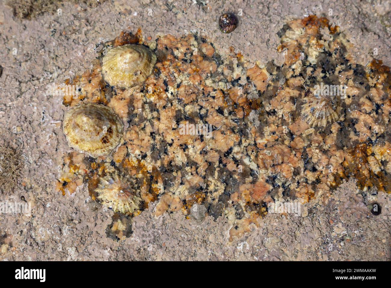 Limpets (Patellidae) in the surf zone on rocks, Cote de Granit Rose ...