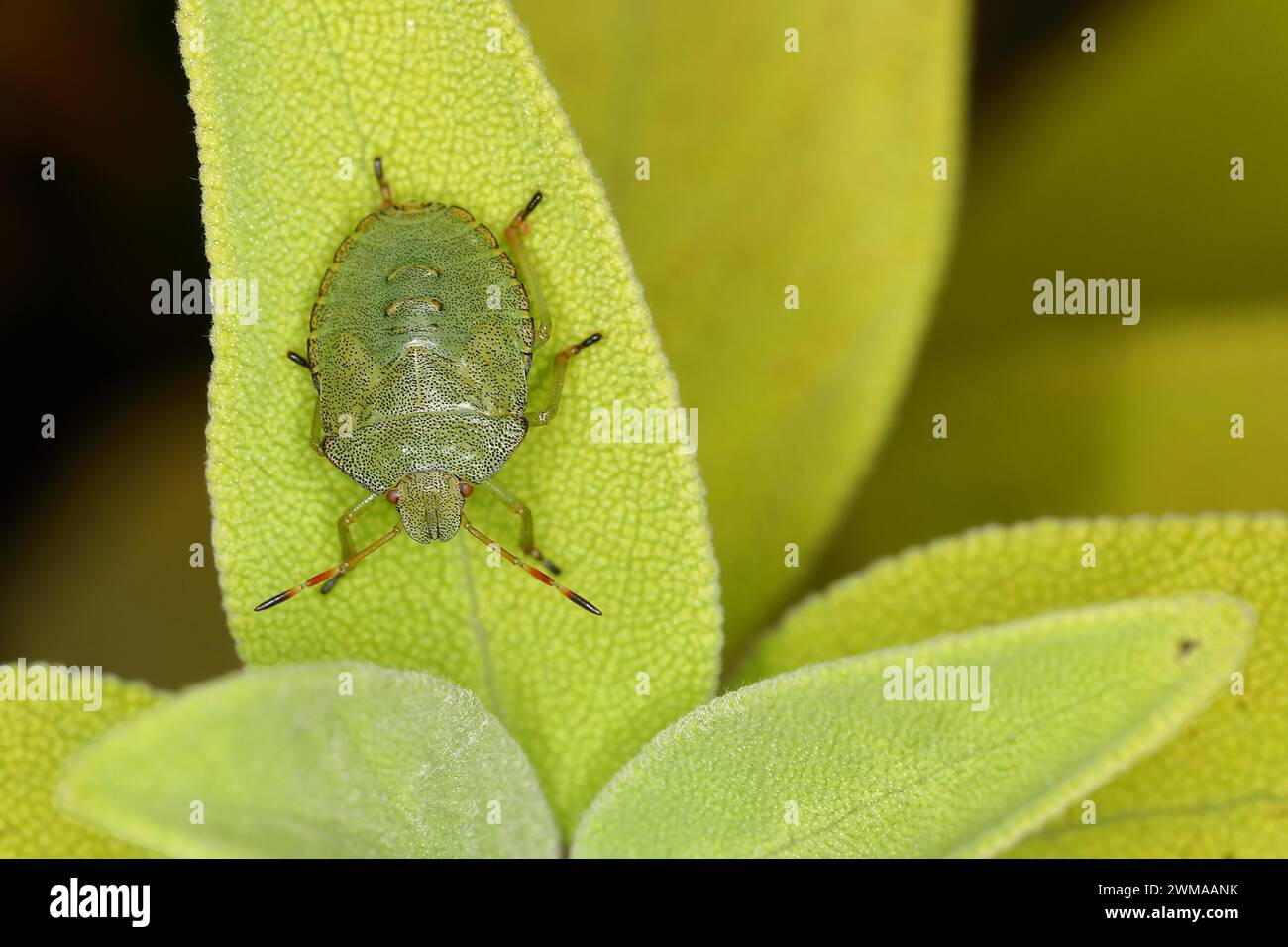 Green shield bug (Palomena prasina), on a leaf of the true sage (Salvia ...