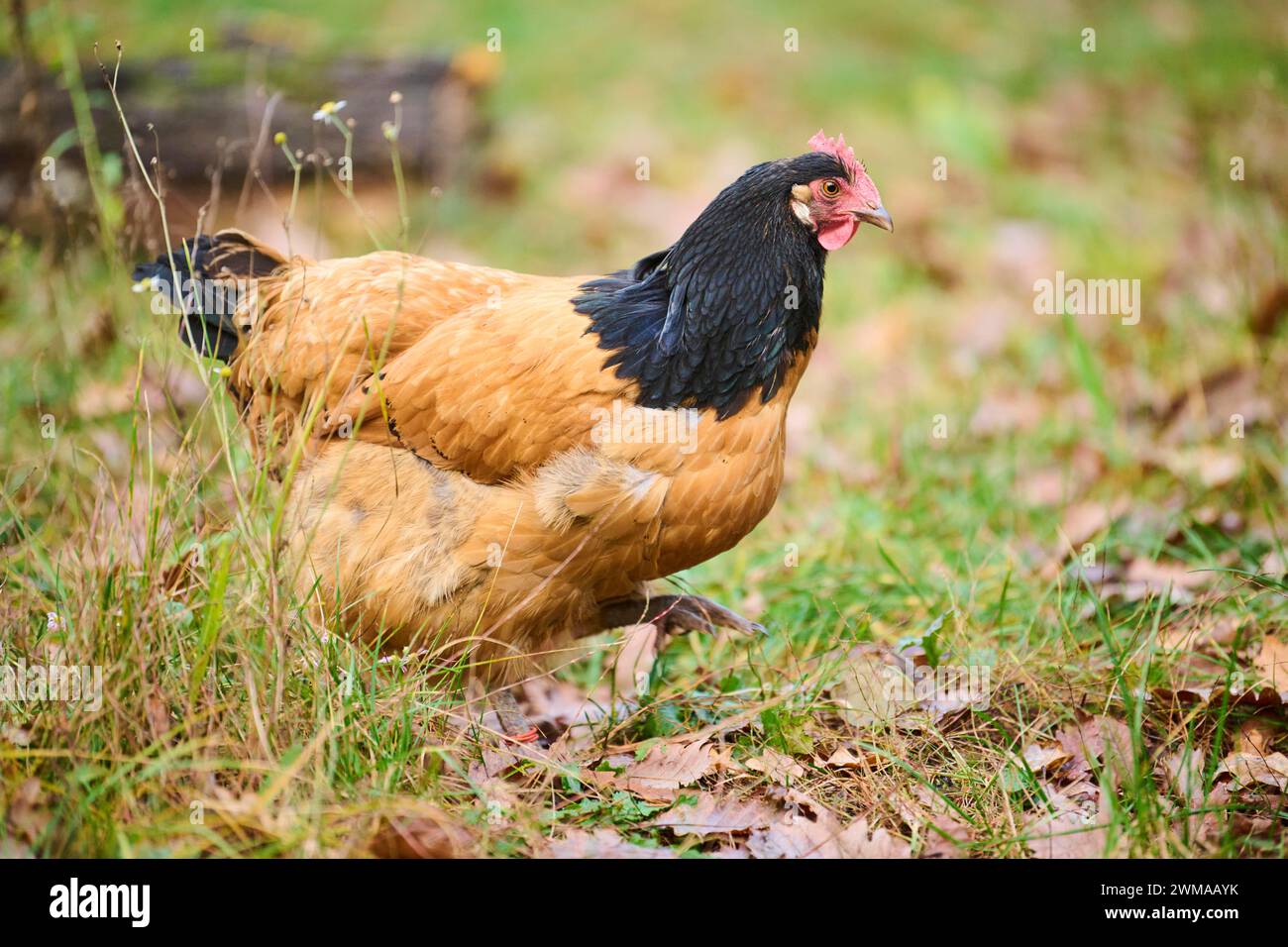 Chicken (Gallus gallus domesticus), 'Vorwerk', on a meadow, Bavaria ...