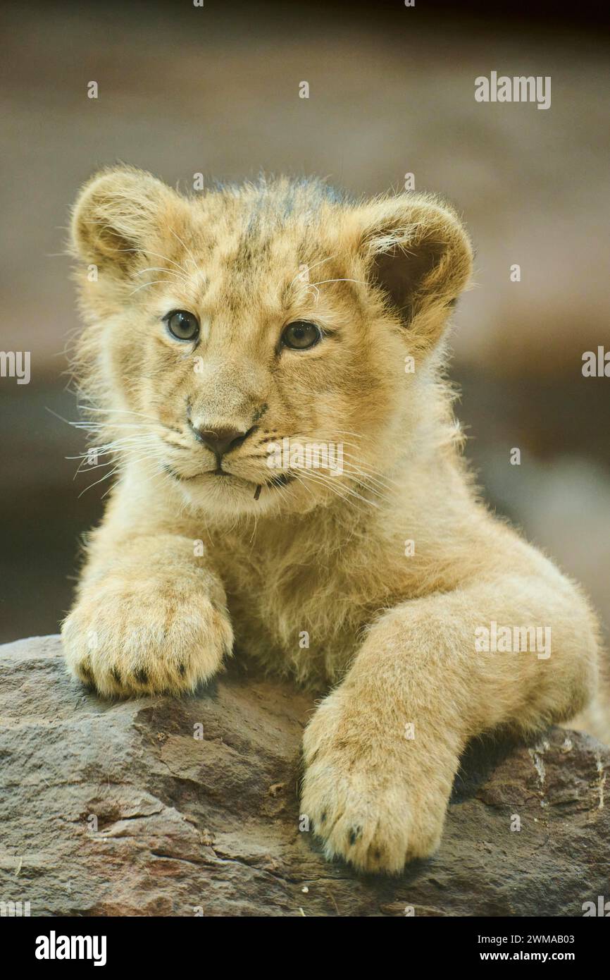 Asiatic lion (Panthera leo persica) cub lying on a rock, captive Stock ...