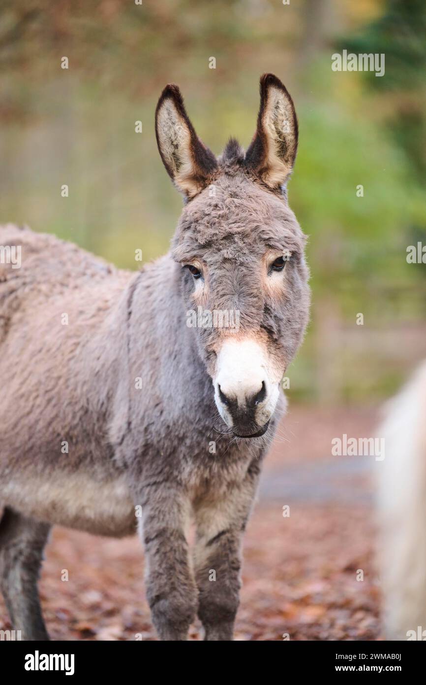Donkey (Equus africanus asinus), portrait, Bavaria, Germany Stock Photo ...
