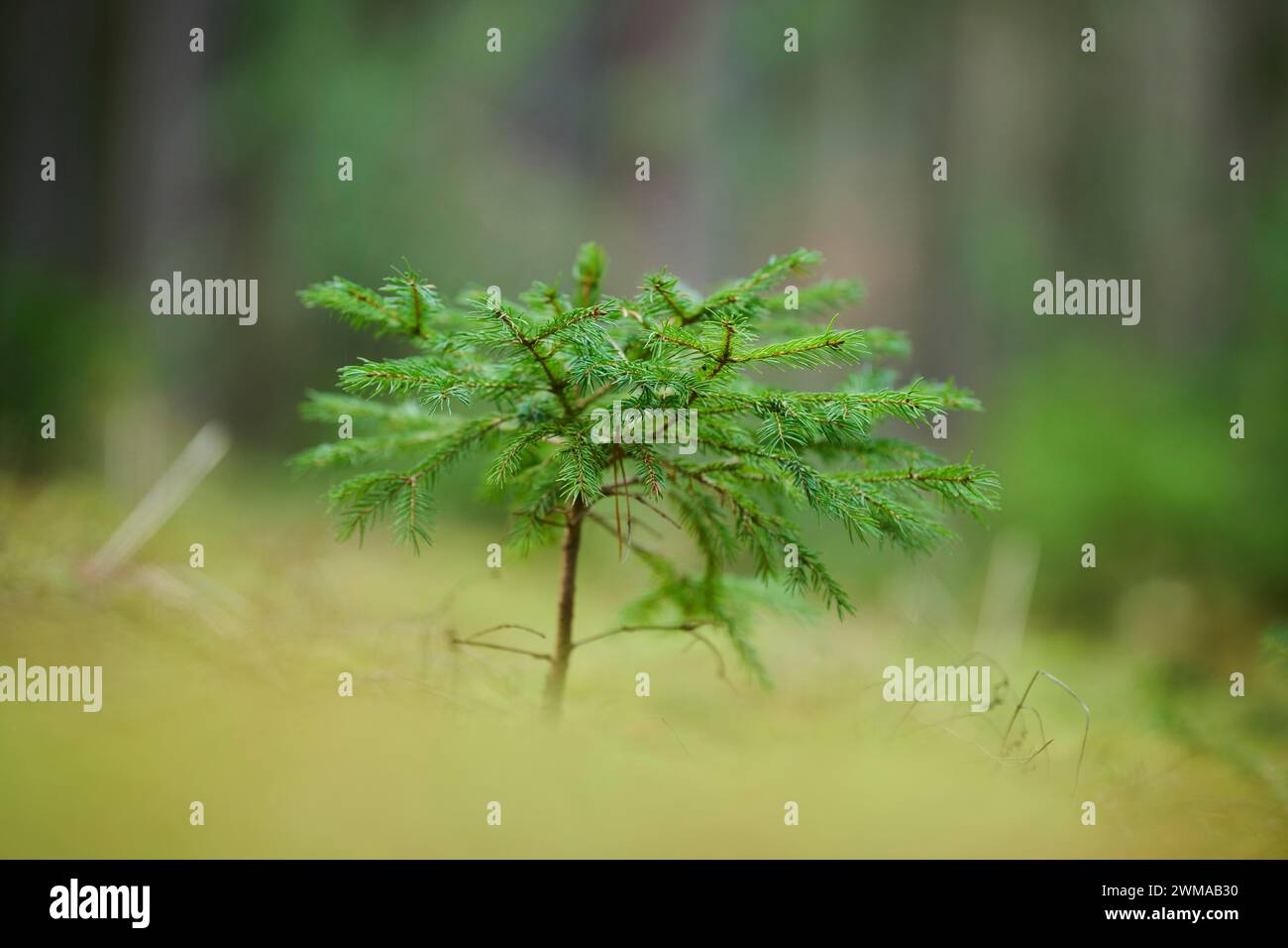 Norway spruce (Picea abies) tree growing in a forest, Bavaria, Germany ...