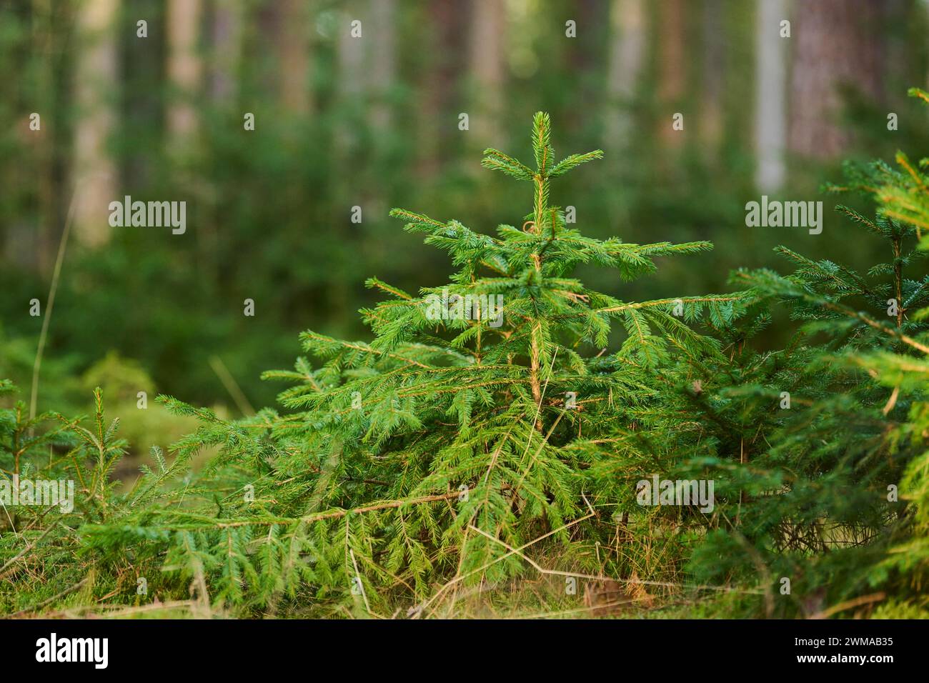 Norway spruce (Picea abies) tree growing in a forest, needles, Bavaria ...