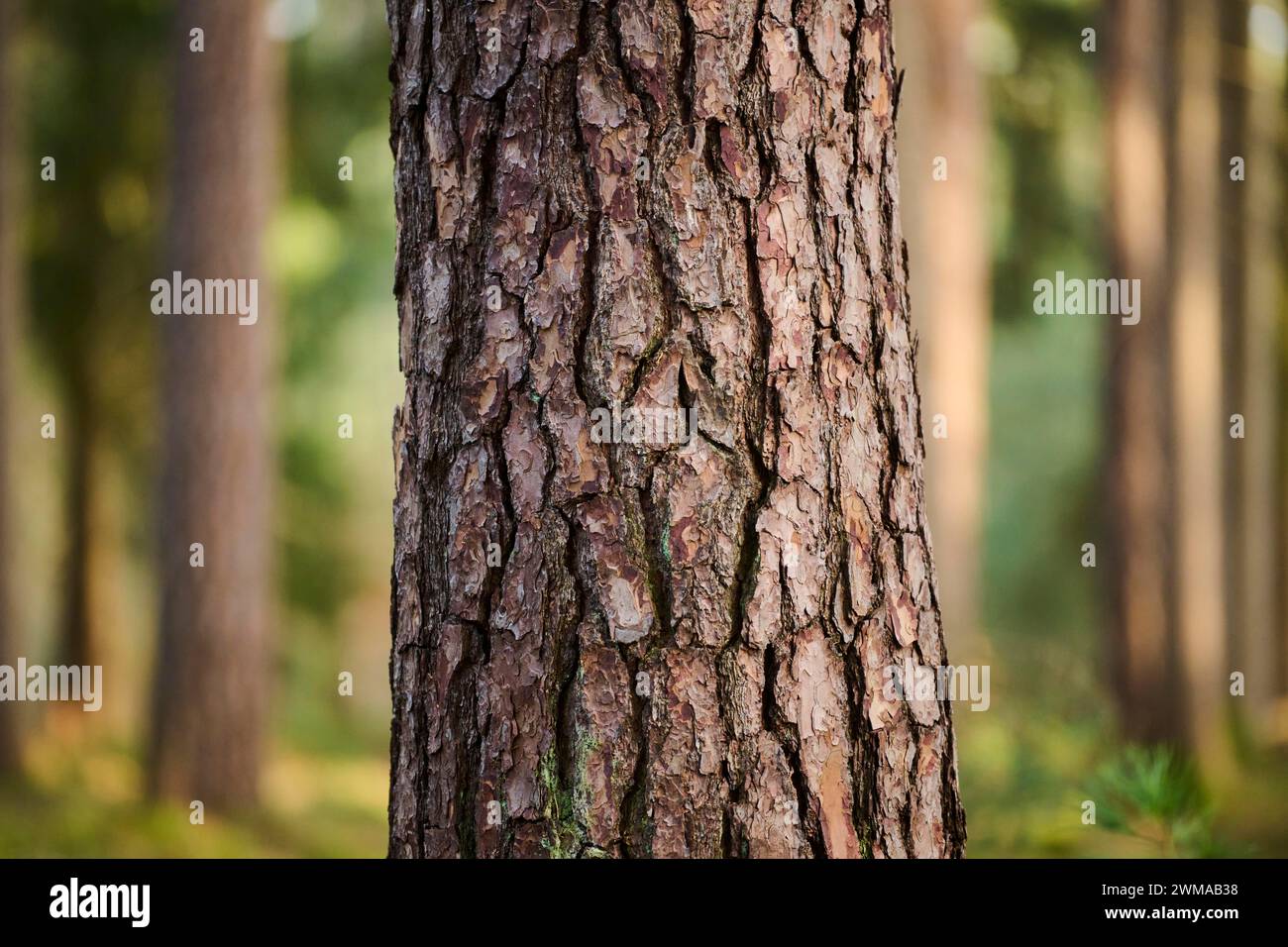 Bork pine tree hi-res stock photography and images - Alamy