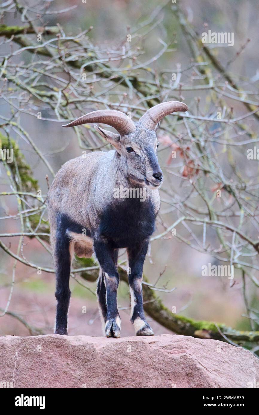 Bharal hi-res stock photography and images - Alamy