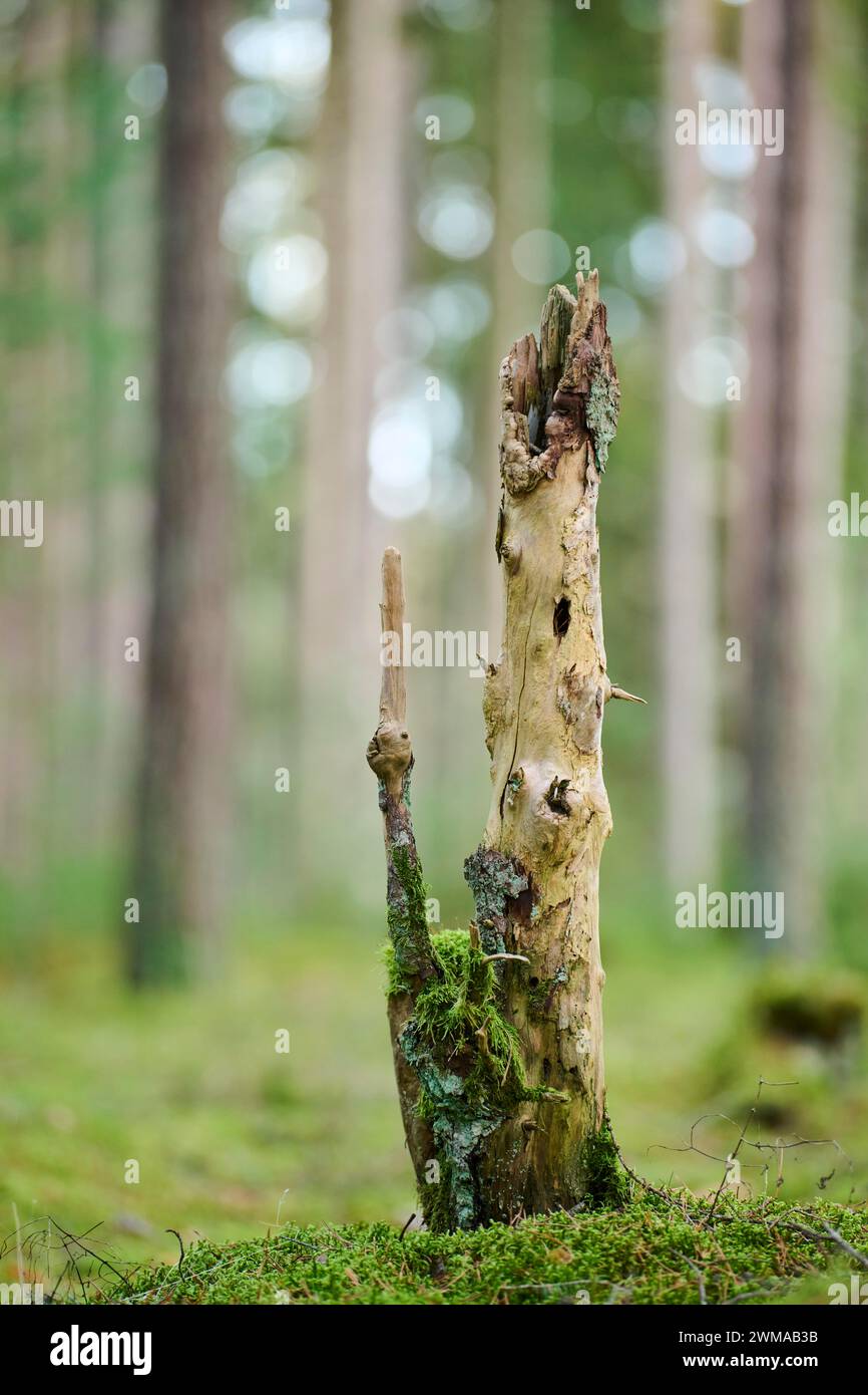Norway spruce (Picea abies), rotten, in a forest, needles, Bavaria ...