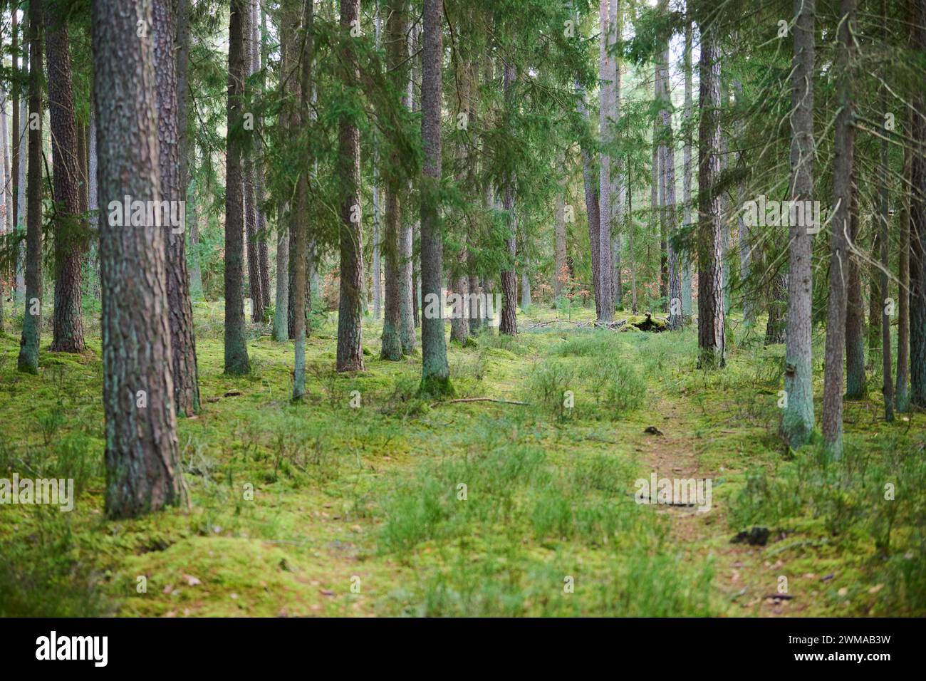 Trail going through a Scots pine (Pinus sylvestris) and Norway spruce ...