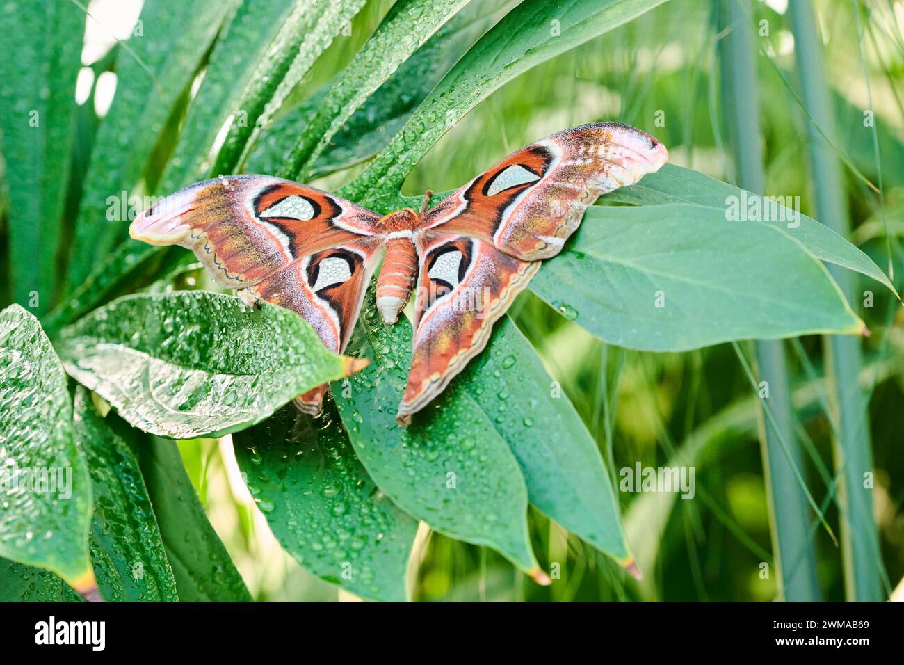 Atlas moth (Attacus atlas) butterfly sitting on a leaf, Germany Stock ...