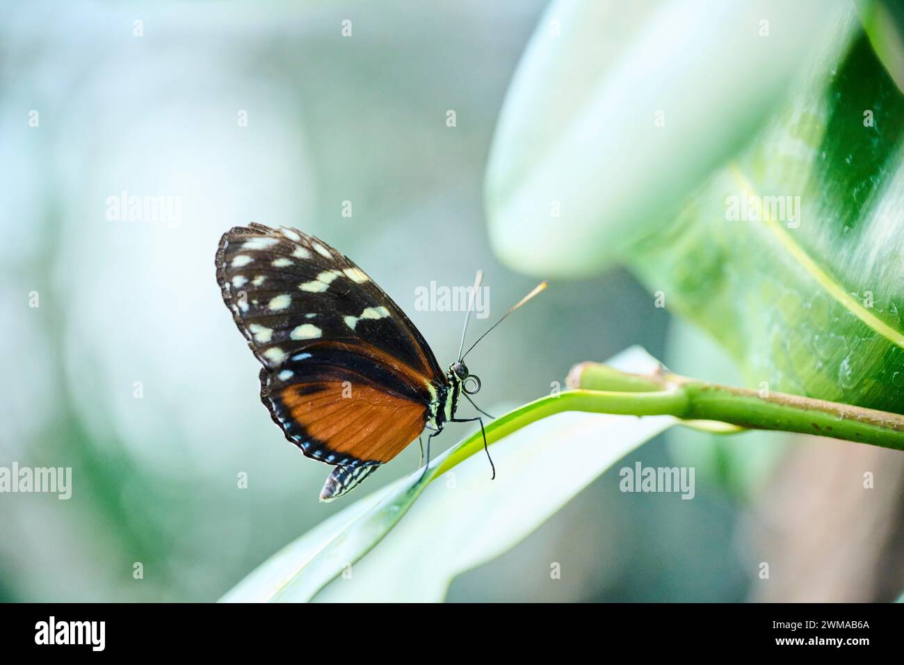 Tiger longwing (Heliconius hecale) butterfly sitting on a leaf, Germany Stock Photo - Alamy