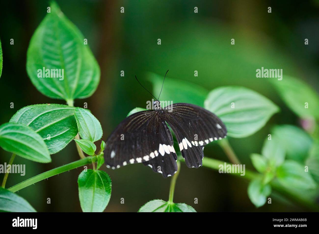 Common Mormon (Papilio polytes) sitting on a leaf, Germany Stock Photo ...