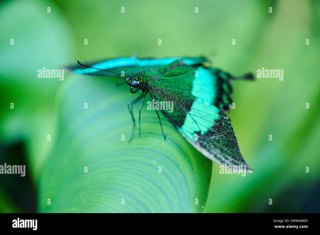 Emerald swallowtail butterfly (Papilio palinurus) sitting on a leaf ...