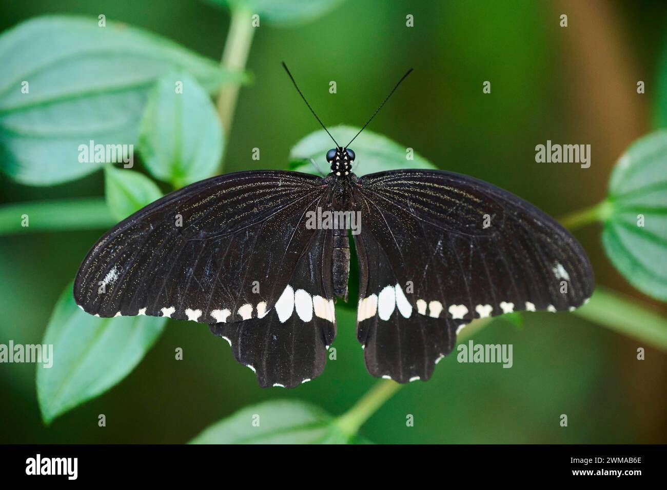 Common Mormon (Papilio polytes) sitting on a leaf, Germany Stock Photo ...