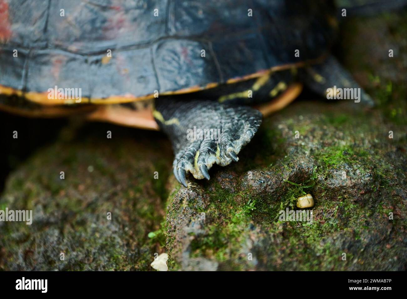 Red-eared slider (Trachemys scripta elegans), foot, detail, Germany ...