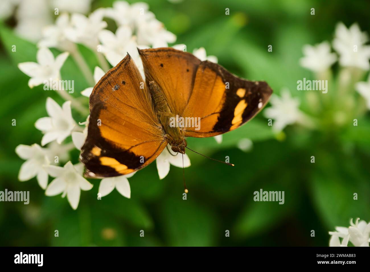 Autumn leaf butterfly (Doleschallia bisaltide) sitting on a flower ...