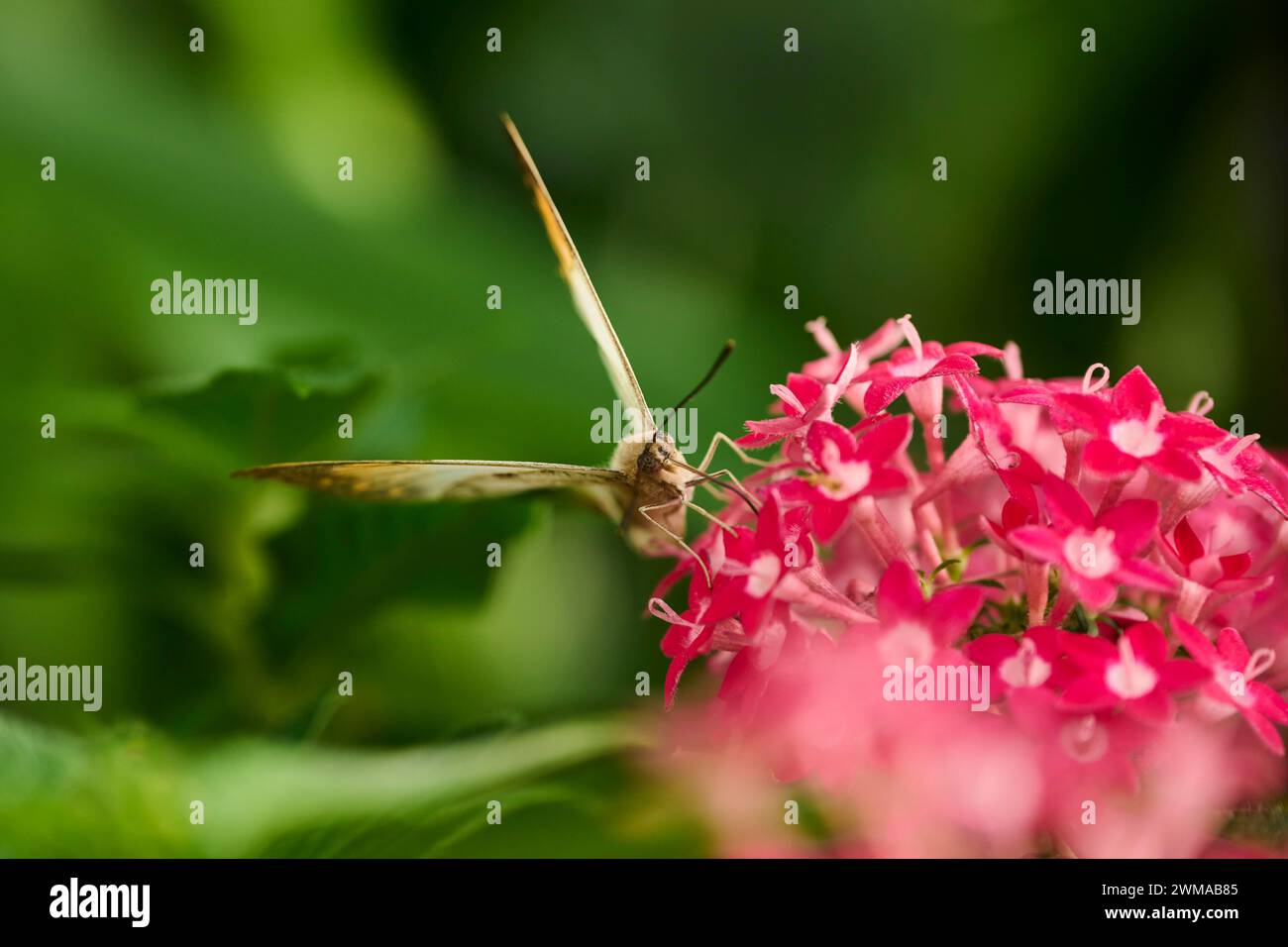 Autumn leaf butterfly (Doleschallia bisaltide) sitting on a flower ...