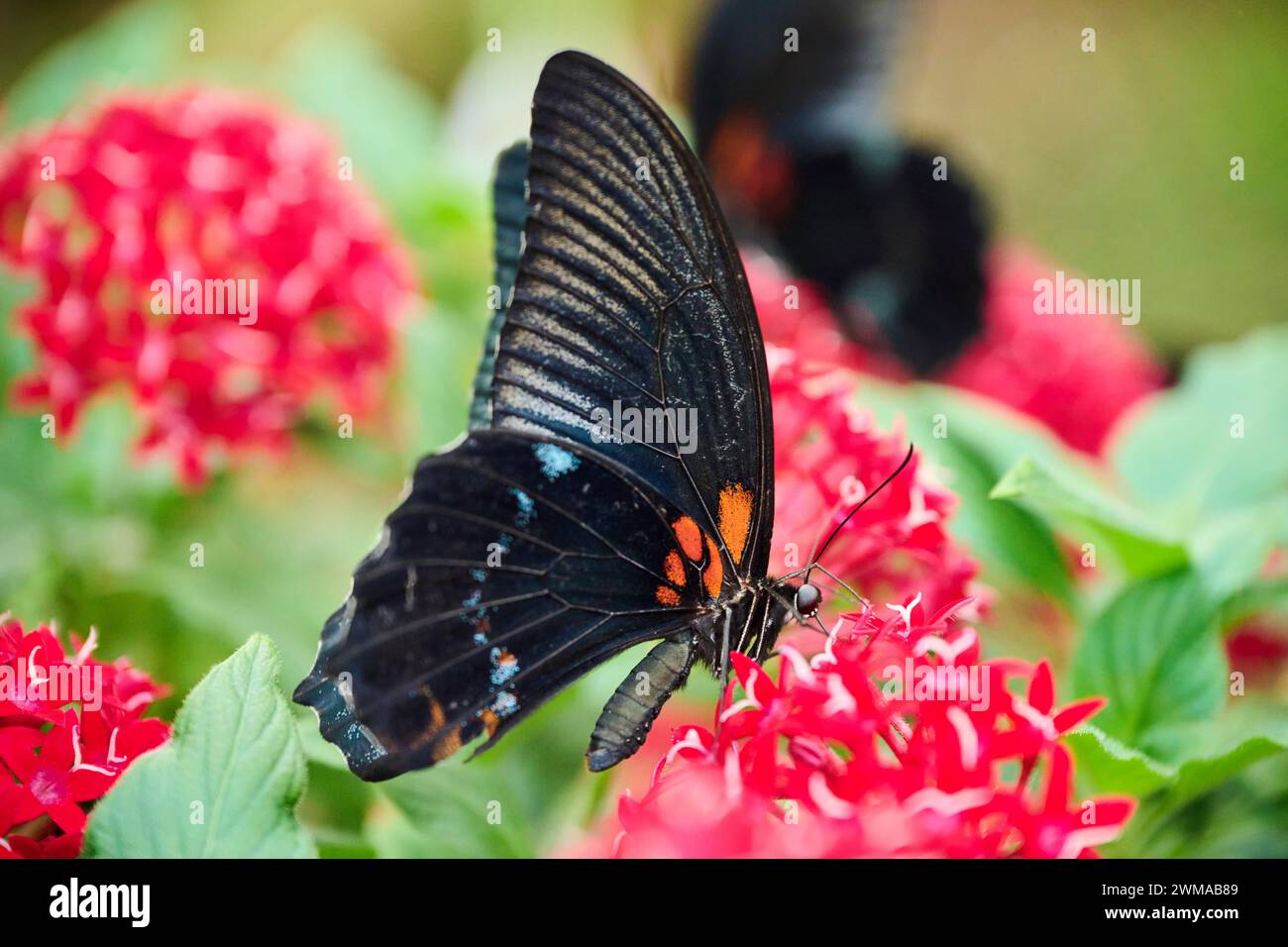 Cattleheart hi-res stock photography and images - Alamy