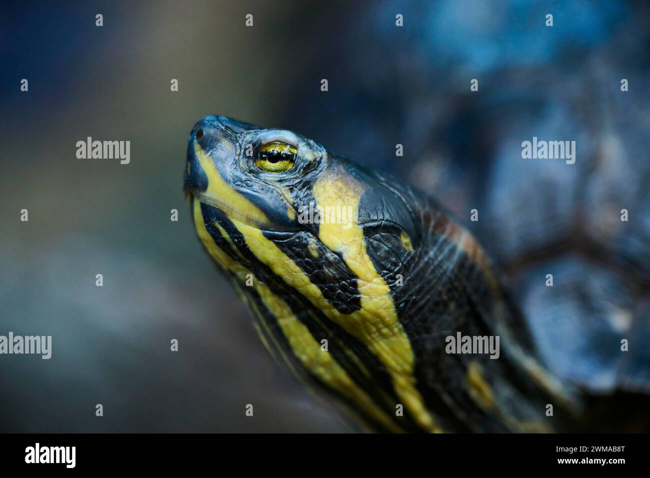 Red-eared slider (Trachemys scripta elegans), portrait, captive ...