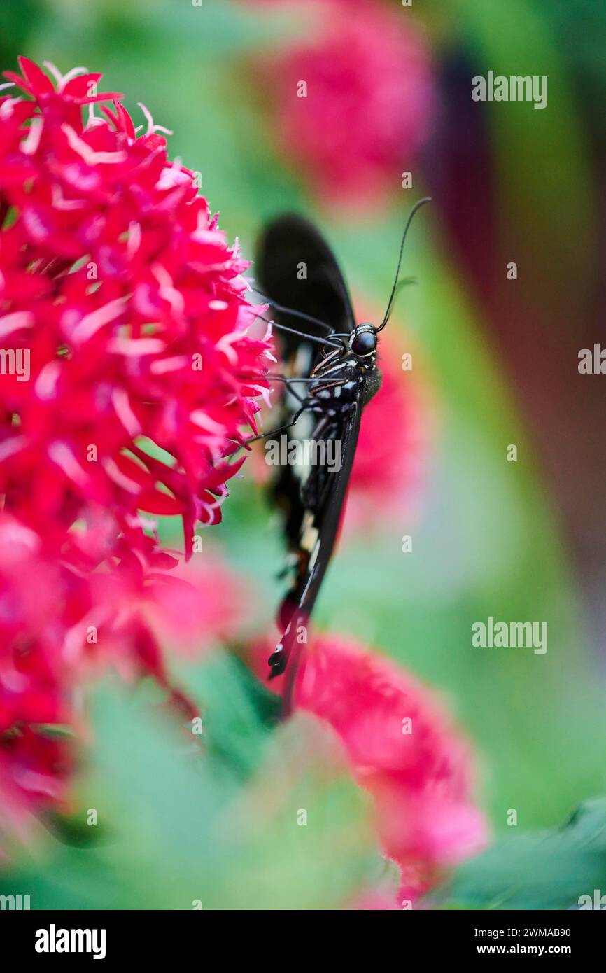 Cattleheart hi-res stock photography and images - Alamy