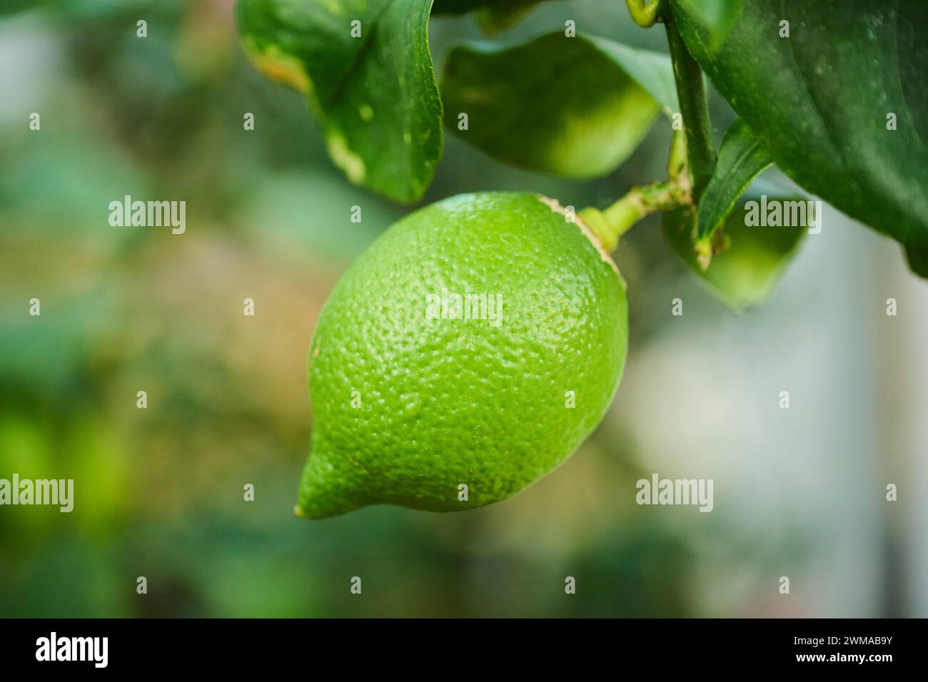 Lemon (Citrus x limon) fruits hanging on a tree in a greenhouse ...