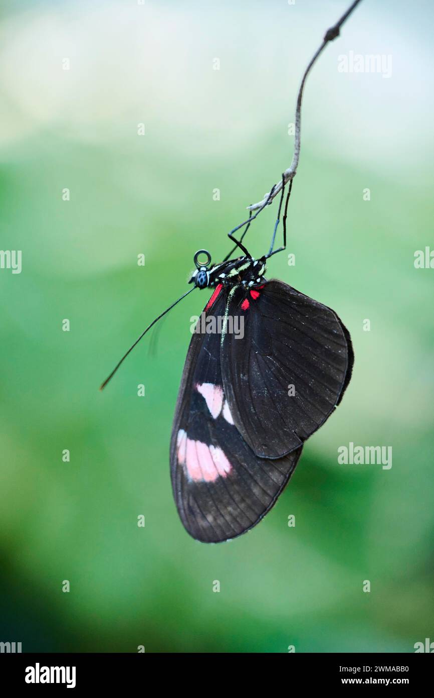 Sara longwing (Heliconius sara) butterfly hanging in a greenhouse, Germany Stock Photo - Alamy