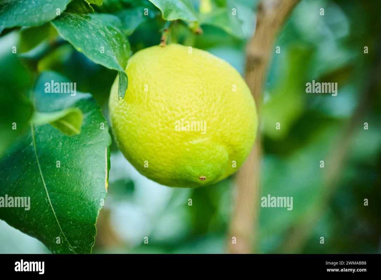 Lemon (Citrus x limon) fruits hanging on a tree in a greenhouse ...