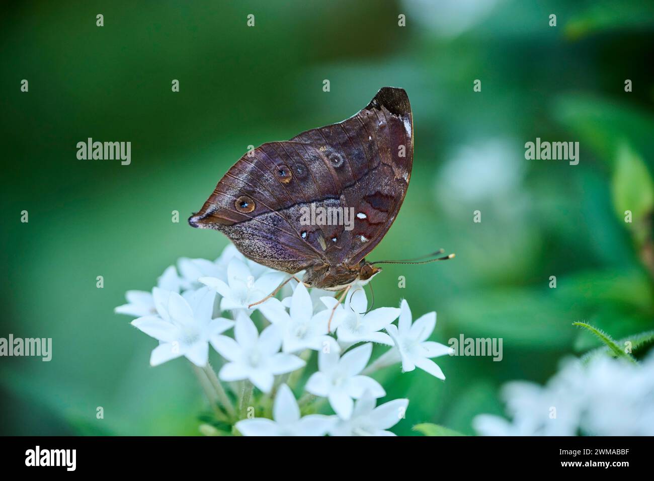 Autumn leaf butterfly (Doleschallia bisaltide) sitting on a flower ...