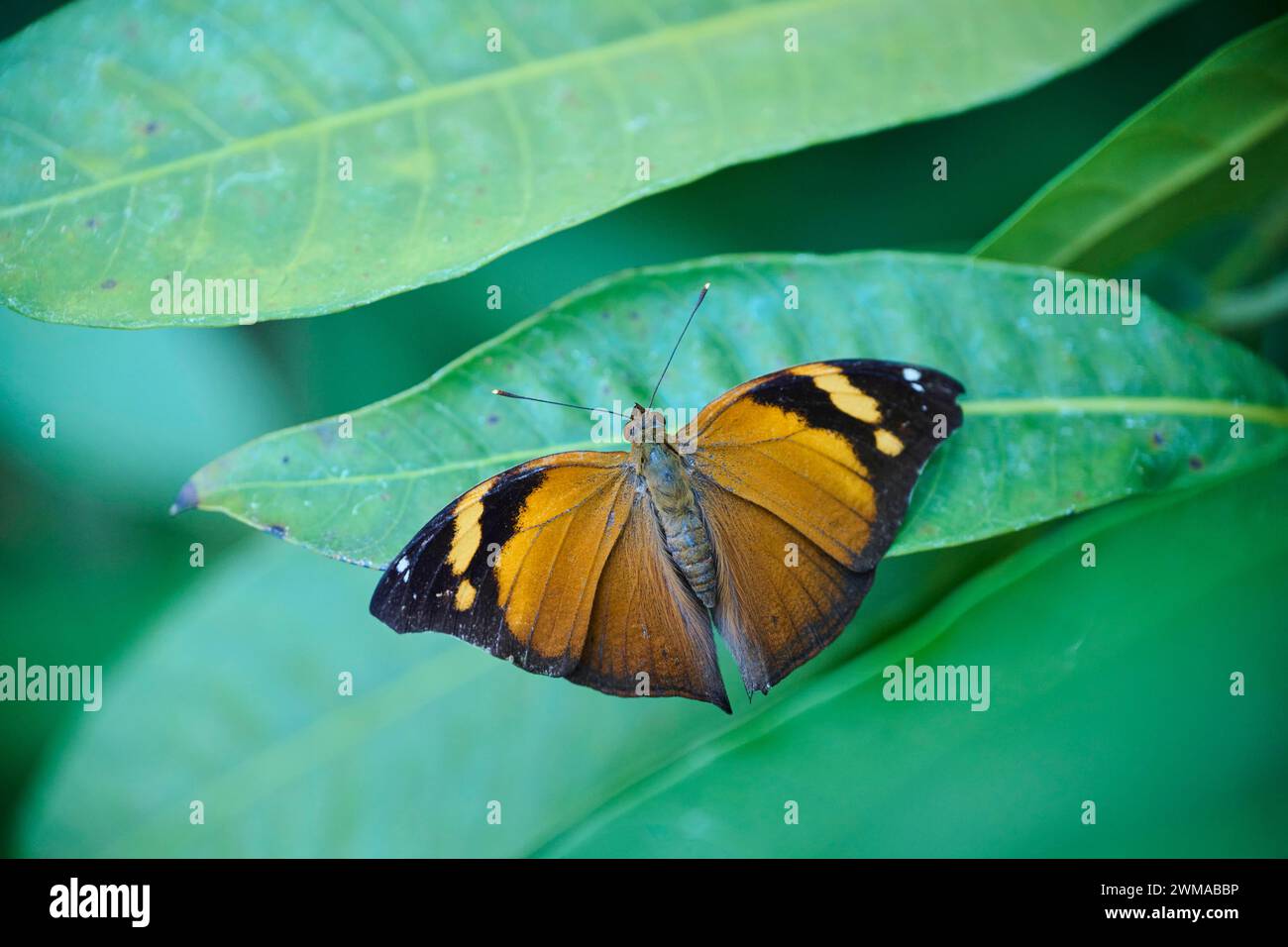 Autumn leaf butterfly hi-res stock photography and images - Alamy