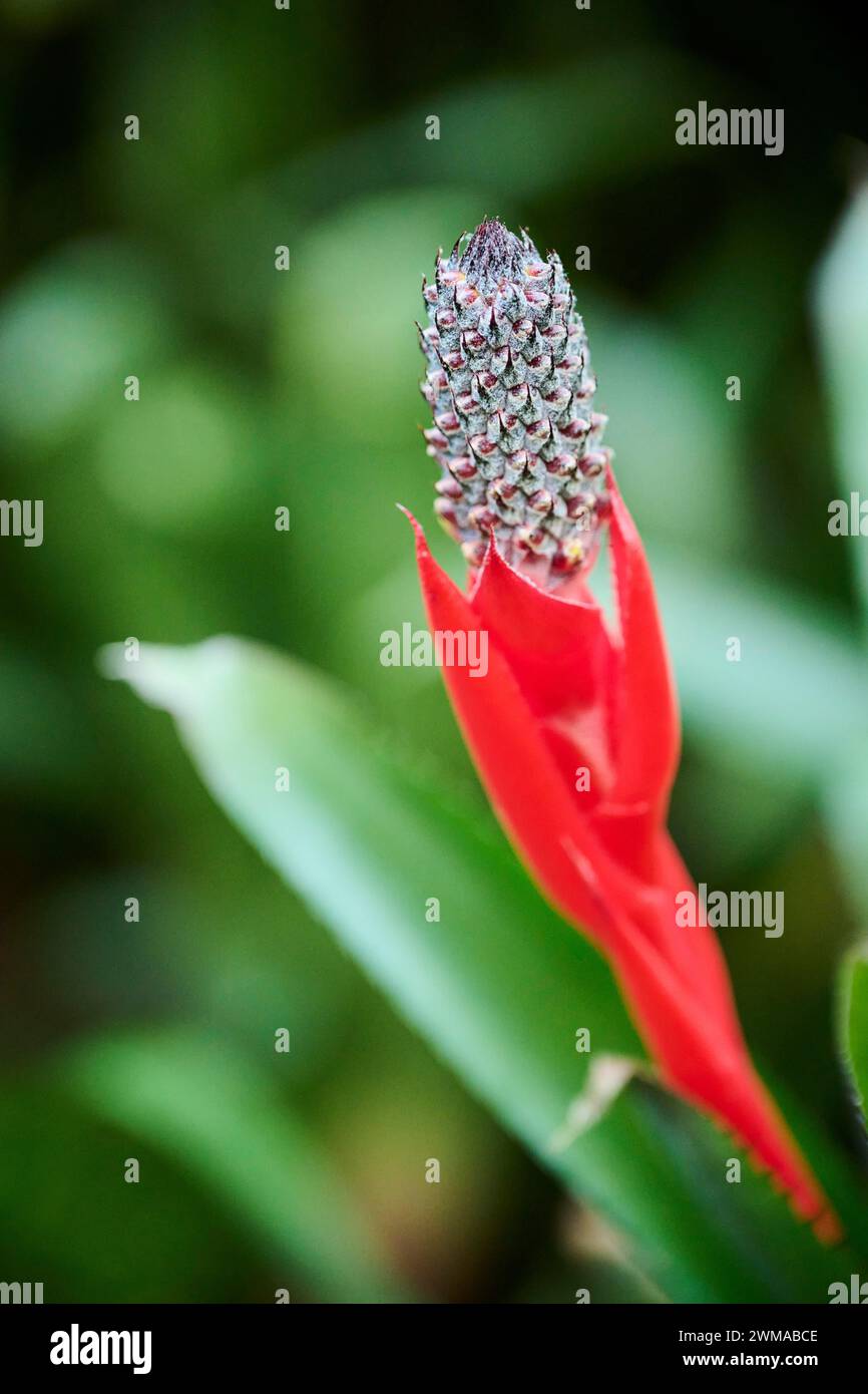 Pineapple in greenhouse hi-res stock photography and images - Alamy