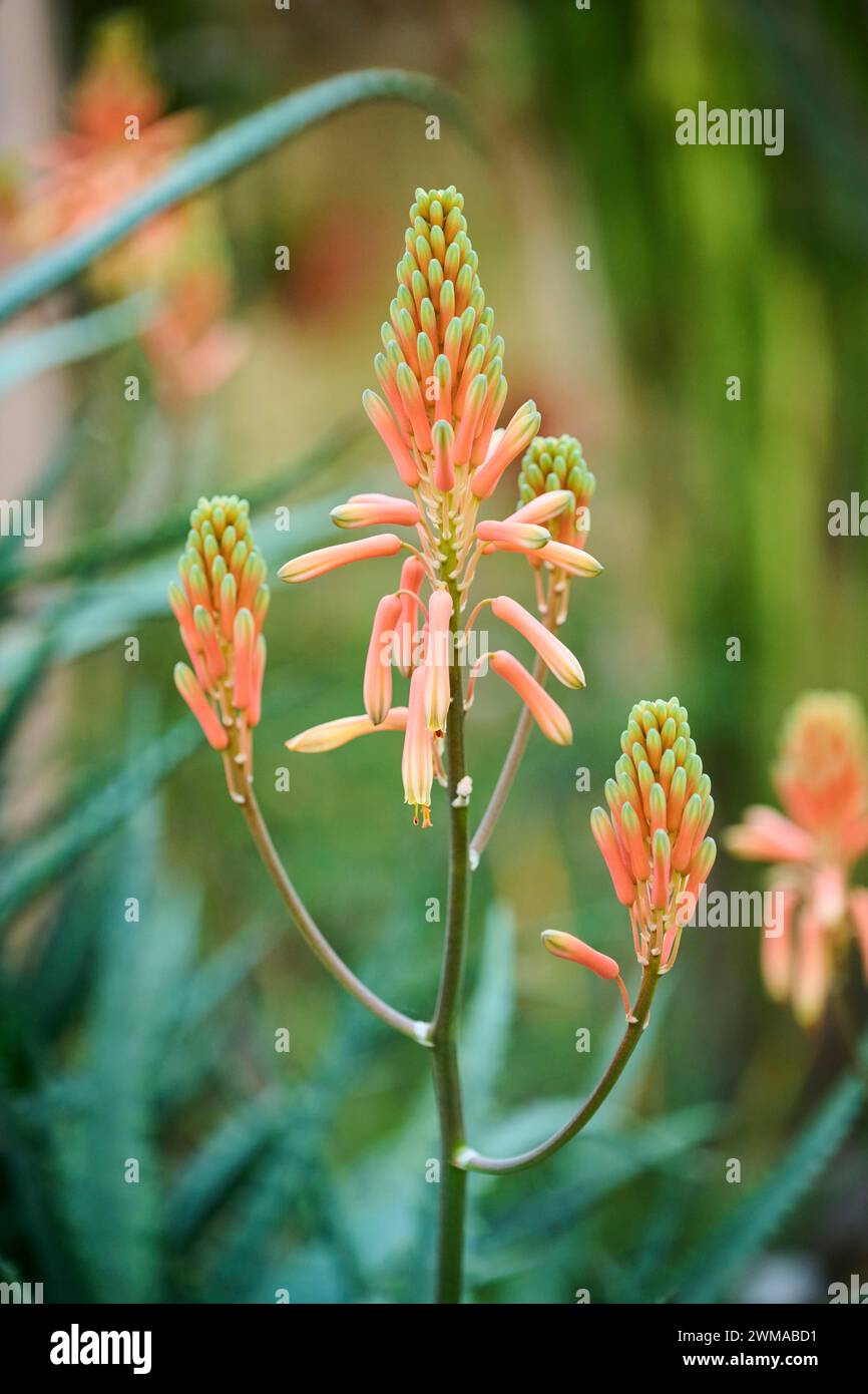 Candelabra plant aloe arborescens hi-res stock photography and images ...
