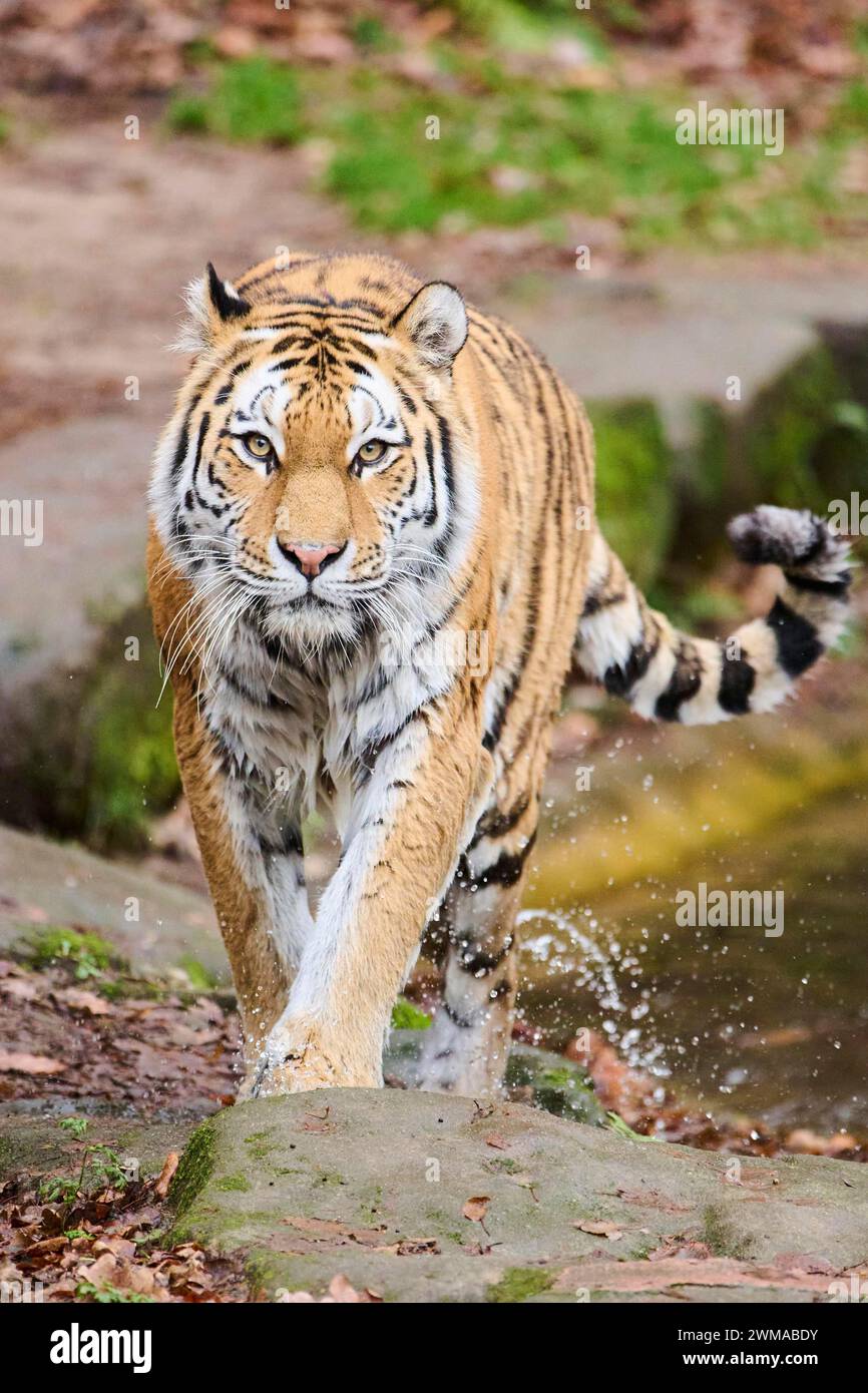 Siberian tiger (Panthera tigris altaica) walking out of the water, captive, Germany Stock Photo ...