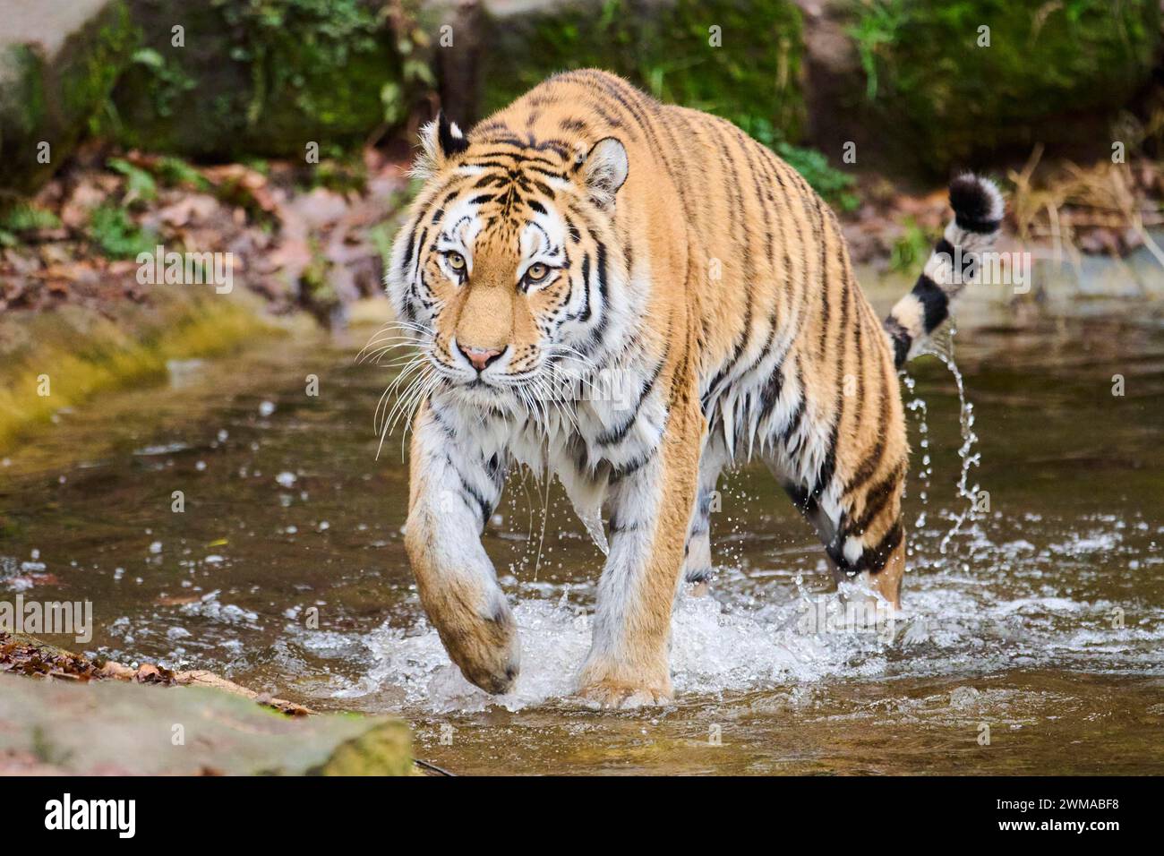 Siberian tiger (Panthera tigris altaica) walking in the water, captive, Germany Stock Photo - Alamy