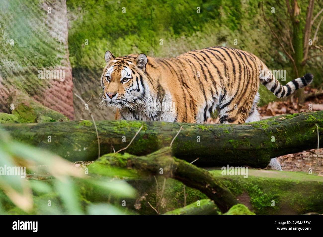 Tiger walking behind tree hi-res stock photography and images - Alamy