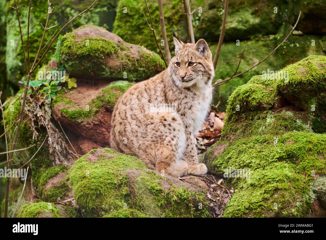 Eurasian lynx (Lynx lynx) sitting on a rock, Bavaria, Germany Stock ...
