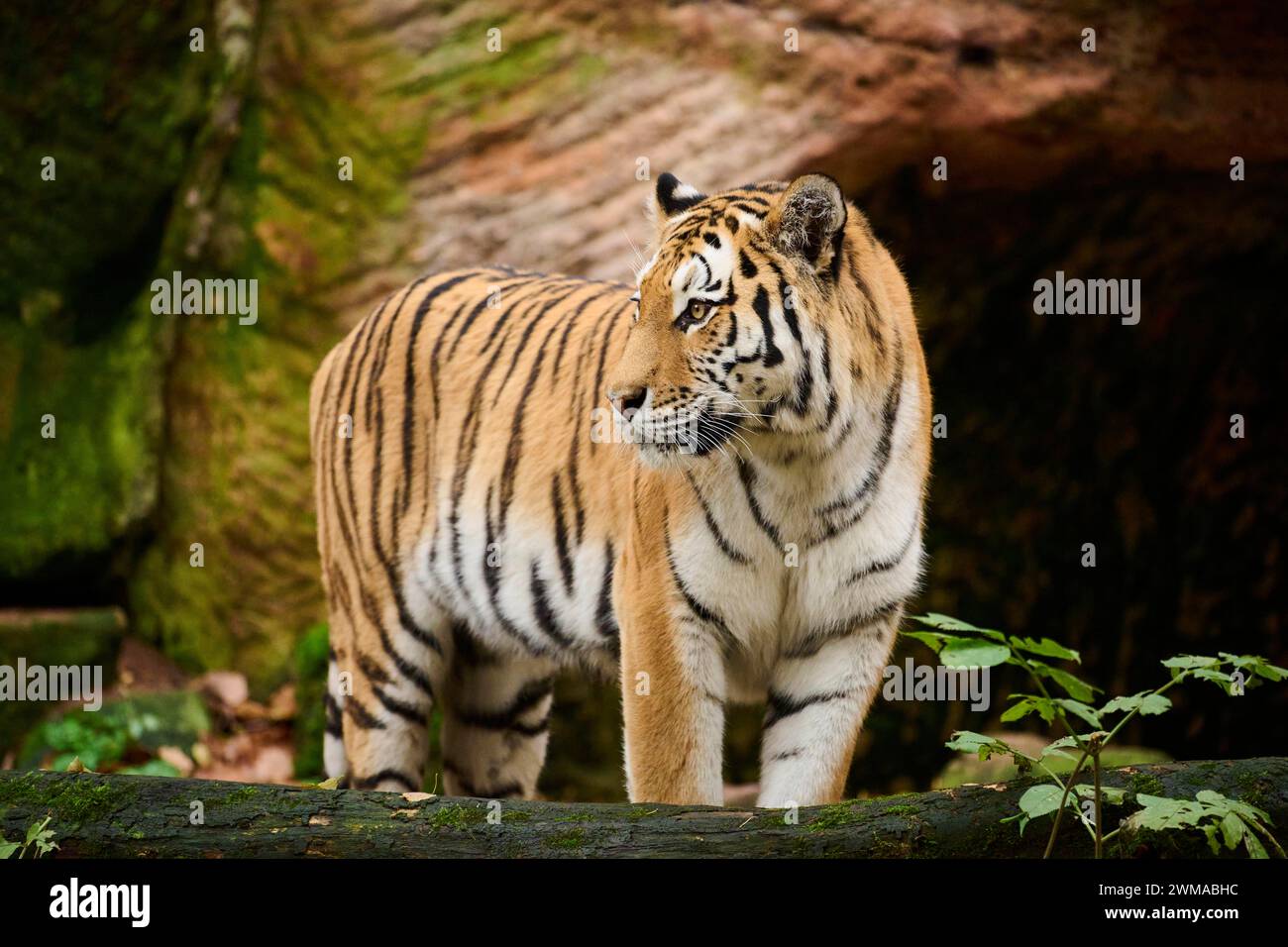 Siberian tiger (Panthera tigris altaica) standing behind a tree trunk ...