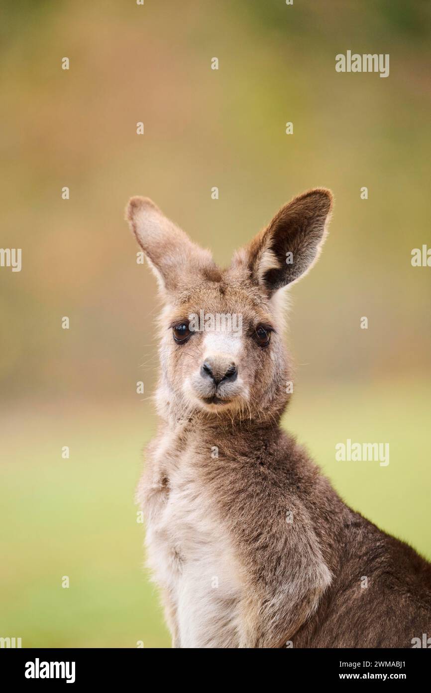 Cropped portrait of kangaroo hi-res stock photography and images - Alamy