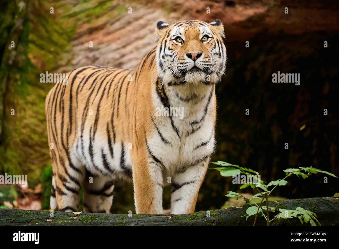 Tiger behind a tree hi-res stock photography and images - Alamy
