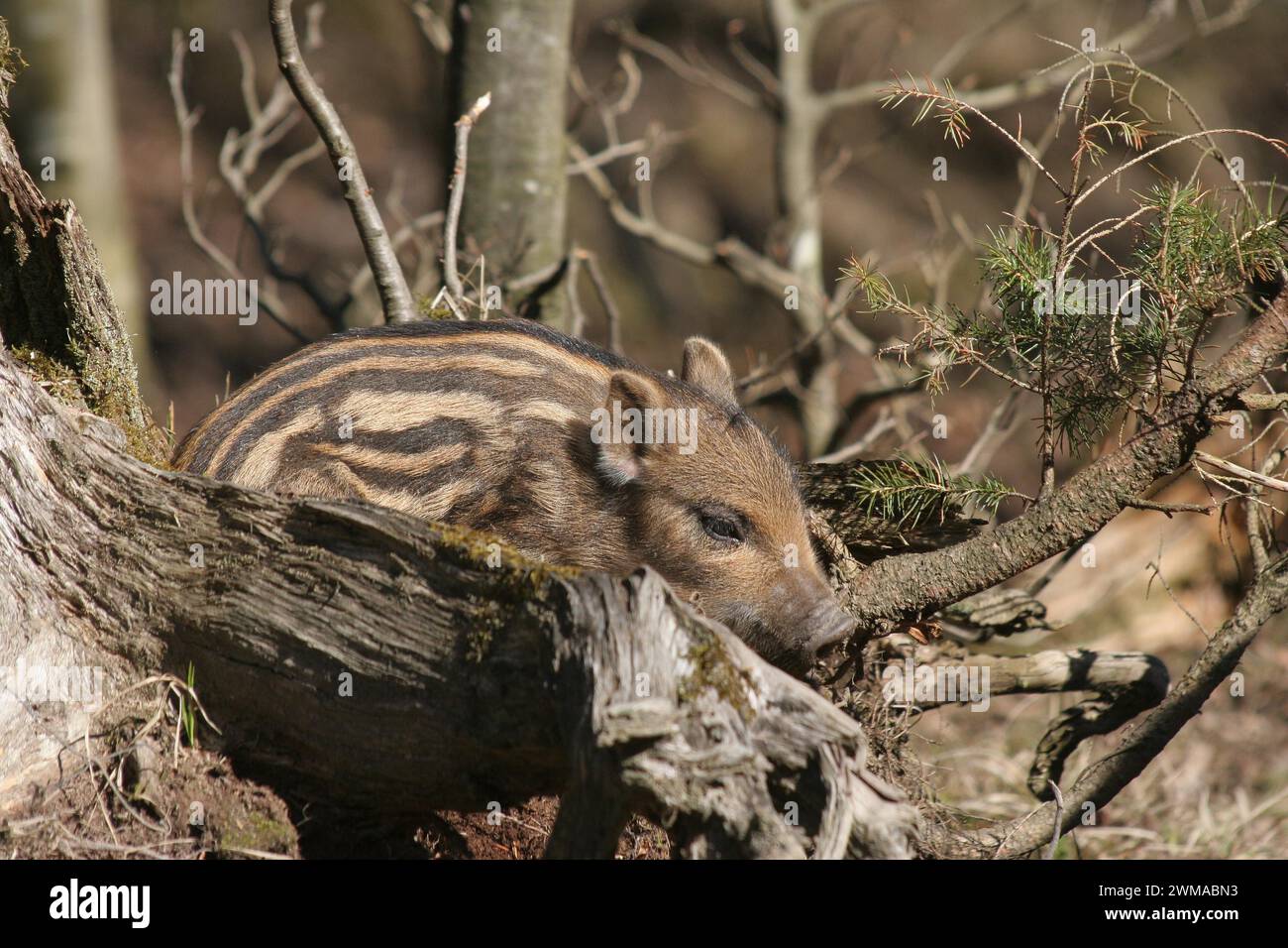 Wild boar (Sus scrofa) approx. 1 week old young boar lying on an old ...