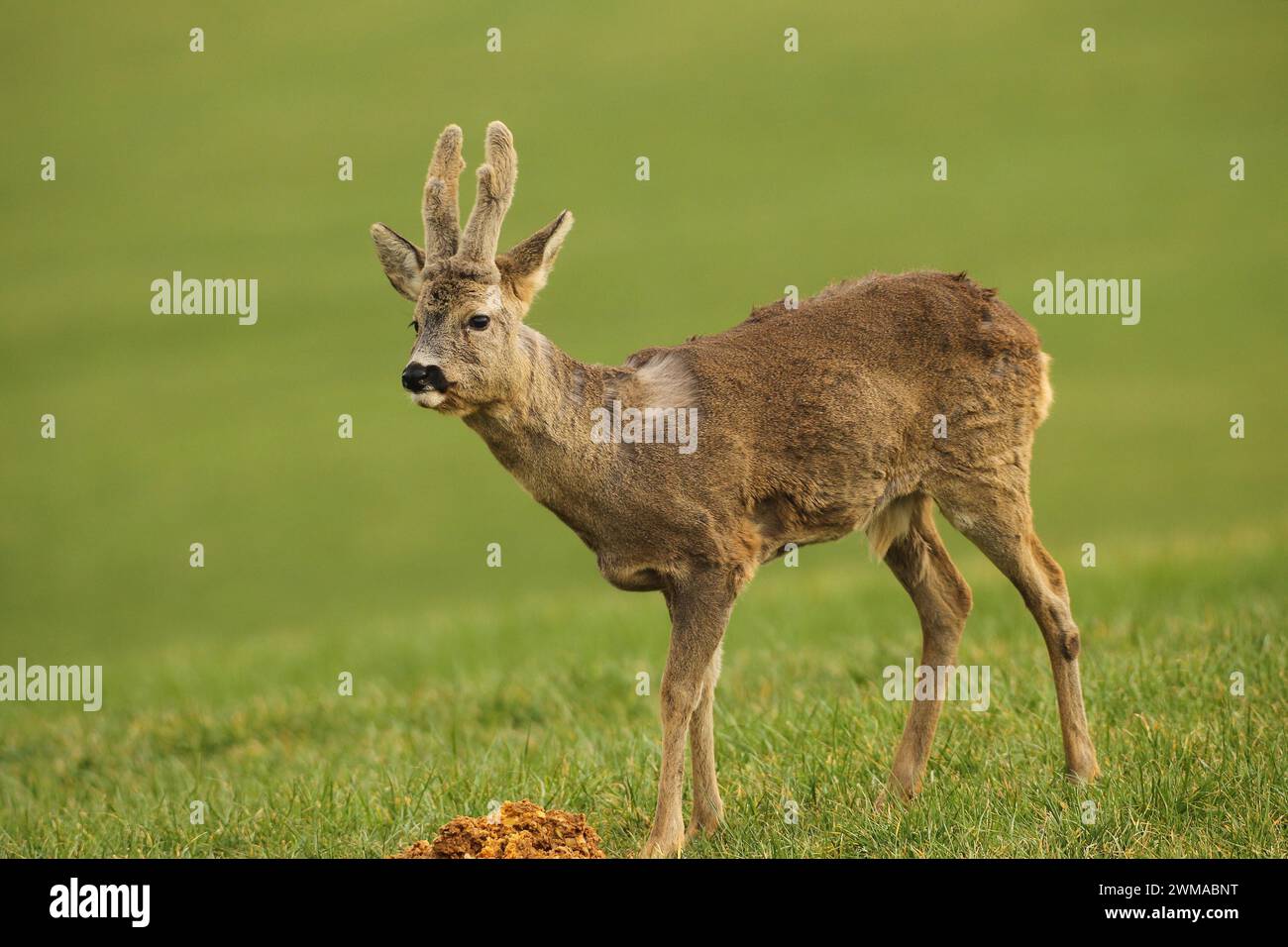 European roe deer (Capreolus capreolus) buck with velvet antlers at the ...