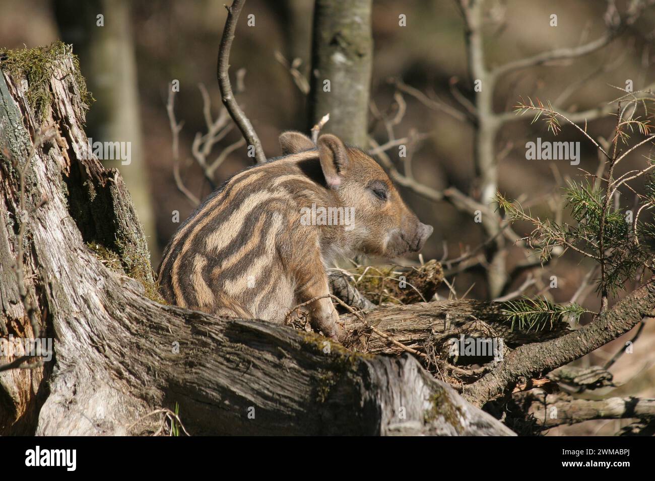 Wild boar (Sus scrofa) approx. 1 week old young boar sleeping on an old ...