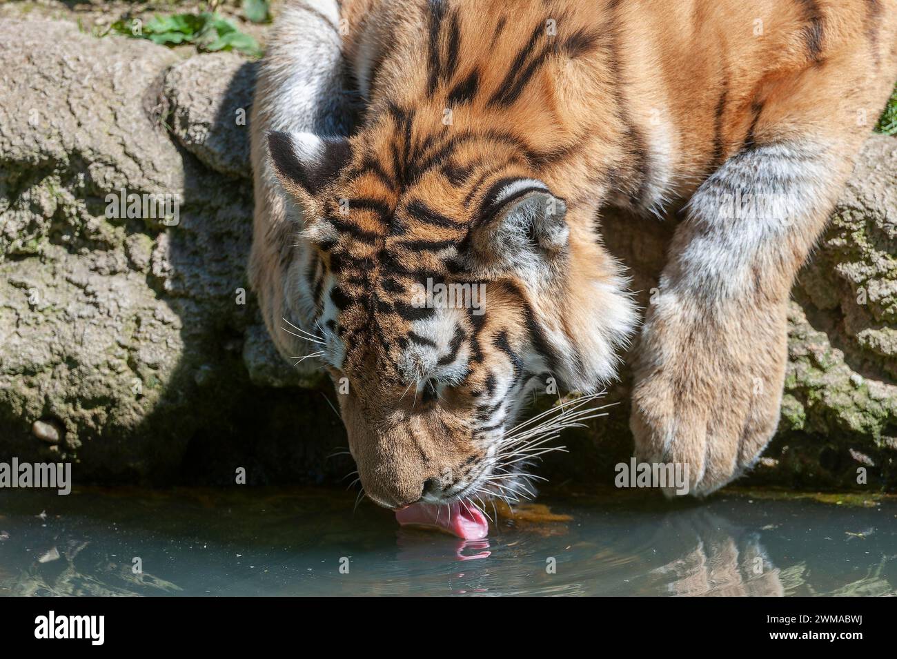 Siberian tiger (Panthera tigris altaica) drinking water, captive, Germany Stock Photo - Alamy