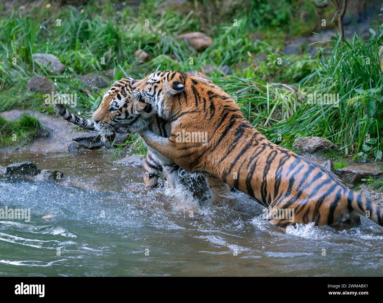 Siberian tiger (Panthera tigris altaica), two tigers fighting, captive ...