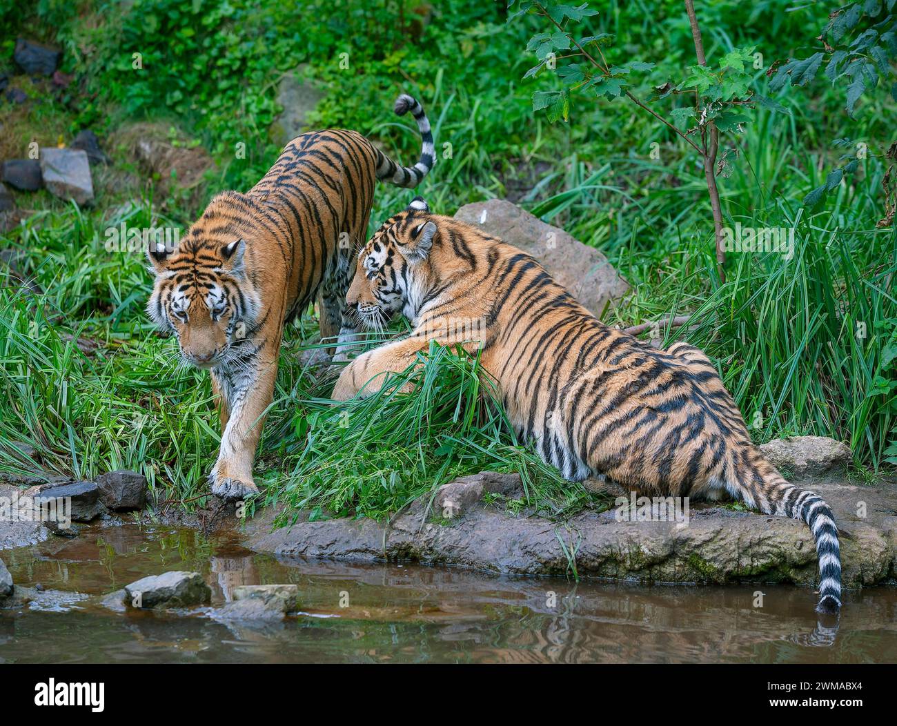 Siberian tiger (Panthera tigris altaica), two tigers, captive, Germany ...